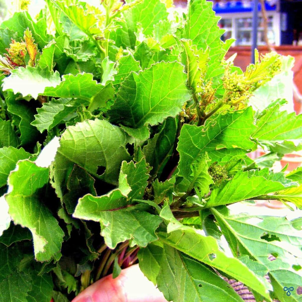 Wild Radish Leaf Salad Recipe (Turkish Turp Otu Salatası)