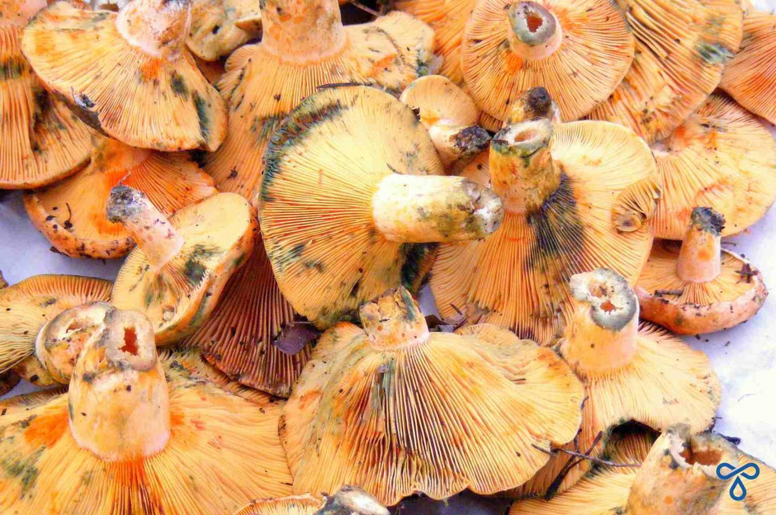 Saffron Milk Cap Mushroom • Turkey's For Life